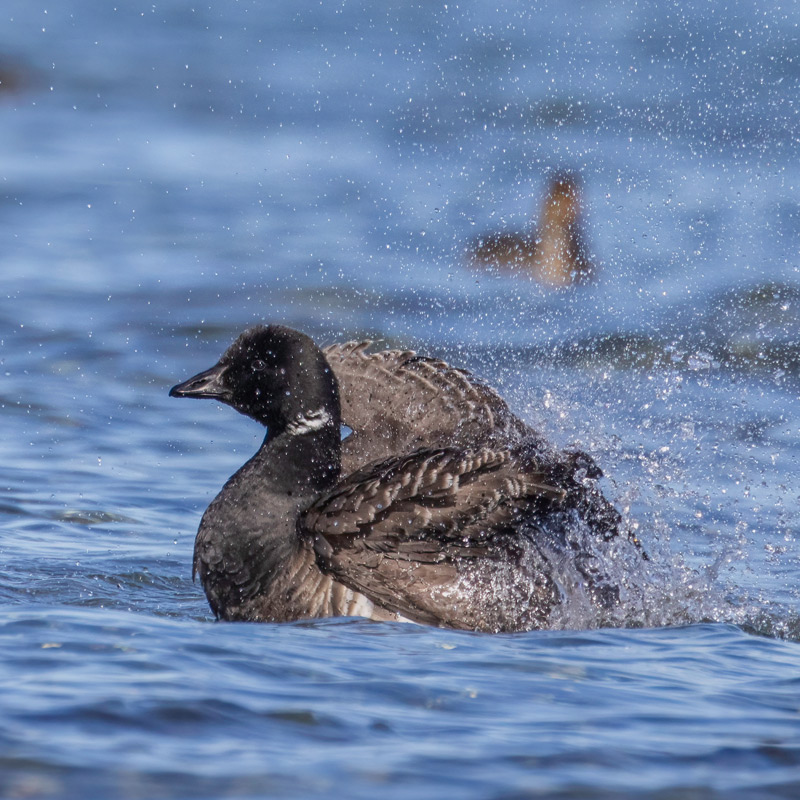 The 2023 Season Has Wrapped Up - Brant Wildlife Festival