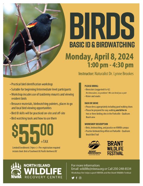 Basic Bird Id and Birdwatching SOLD OUT - Brant Wildlife Festival