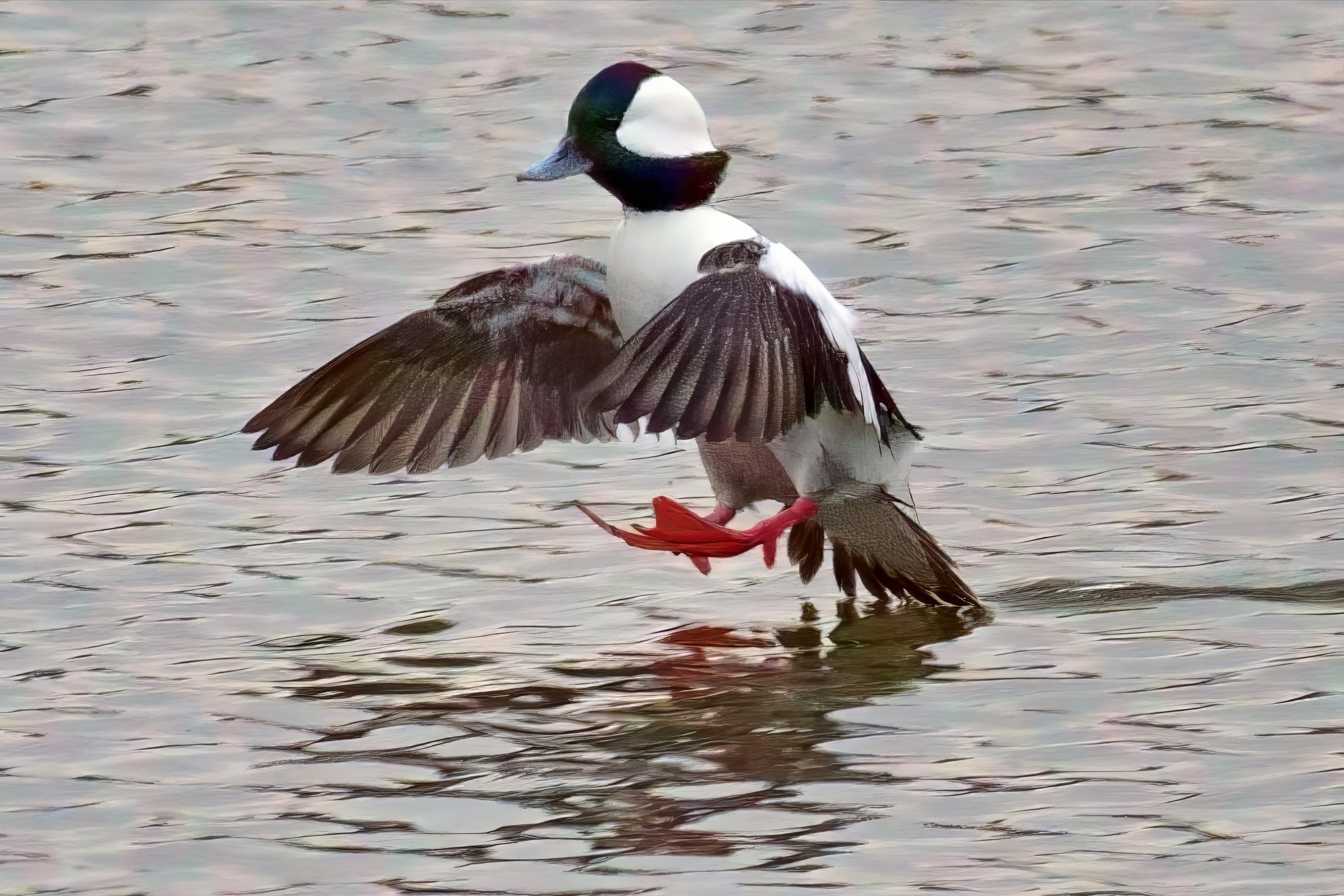 Arrowsmith Naturalists Brant Count - March 10, 2025 - Brant Wildlife ...